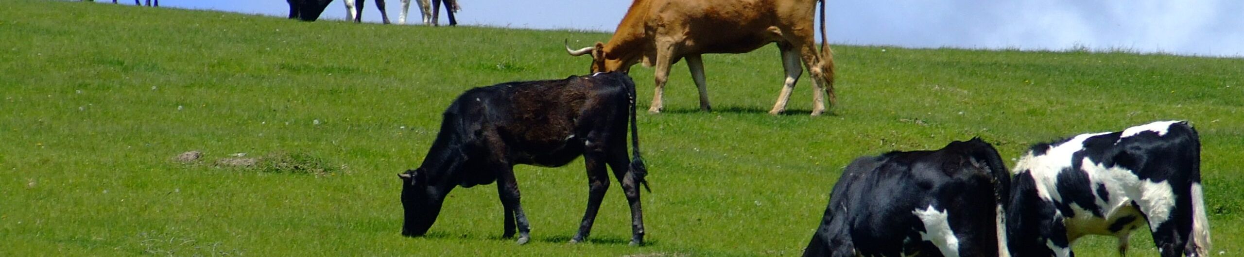 Lorem ipsum dolor – Agri Synergie